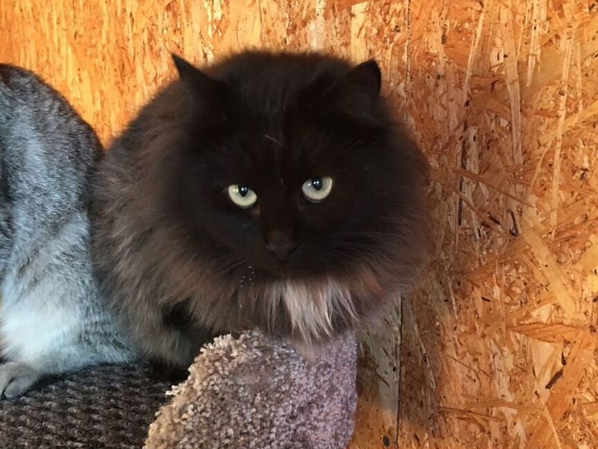 Бездомный котик в добрые руки