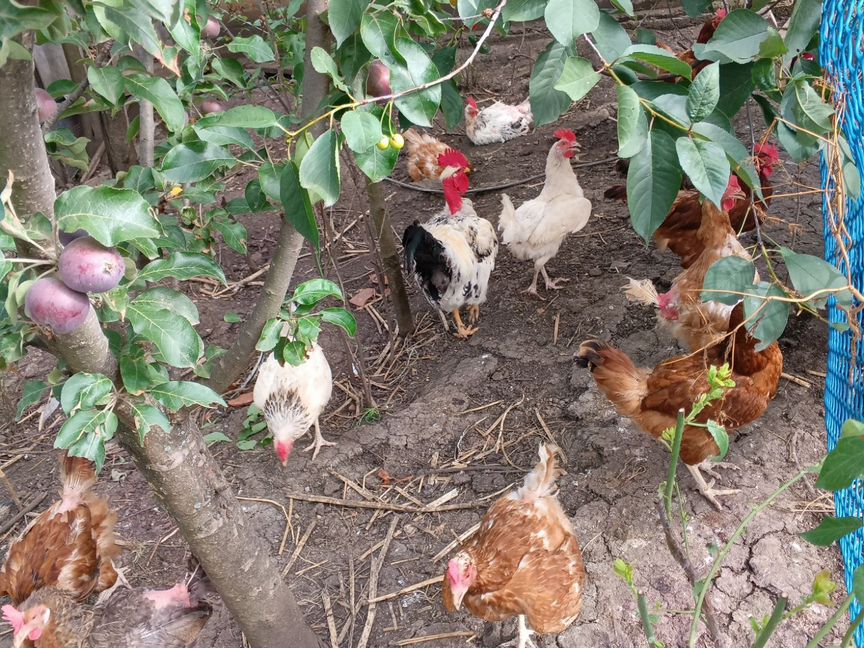 Куры несушки домашние