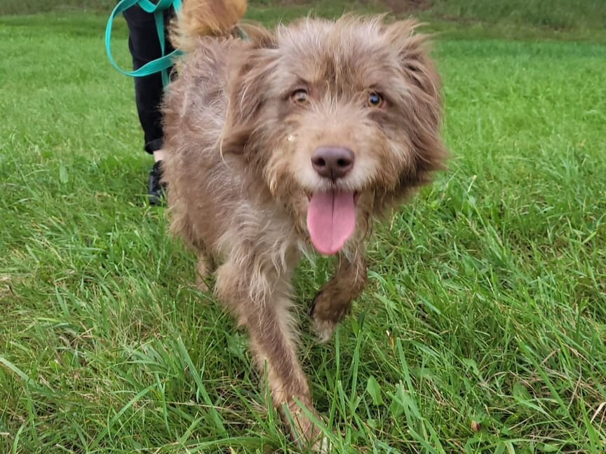 Чарли - очаровательный пёс из приюта