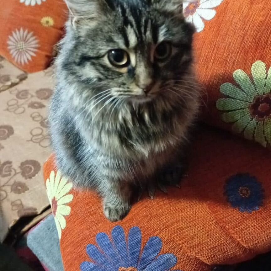 Мейнкун смесь