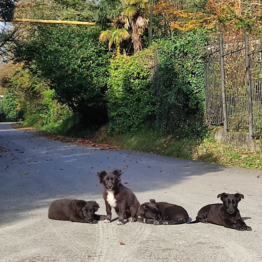 Щенок в добрые руки бесплатно
