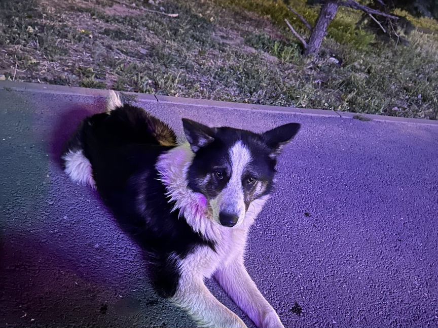 Собака в добрые руки