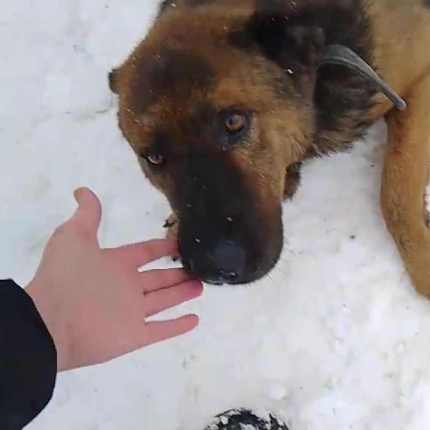 Потерялась собака