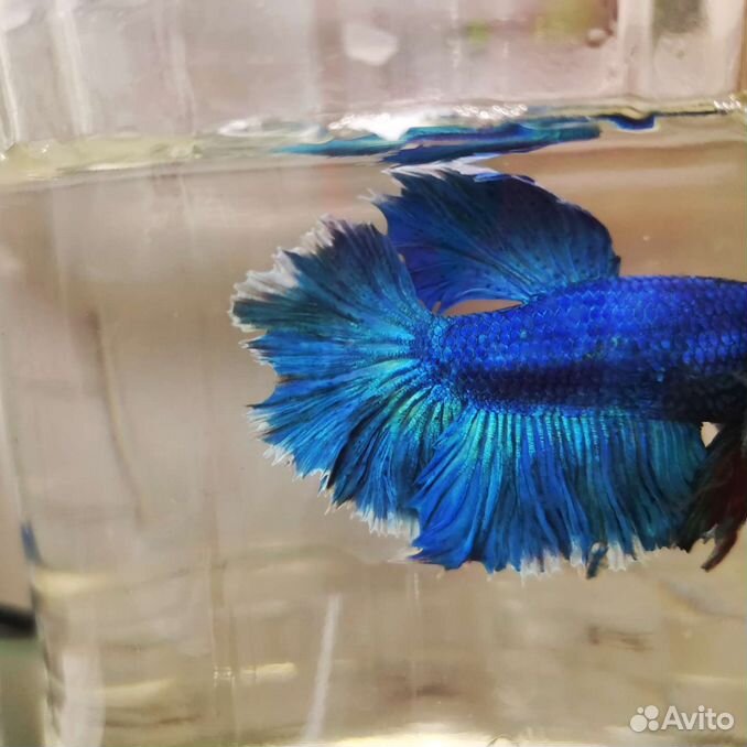 Рыбка петушок, самки и самцы