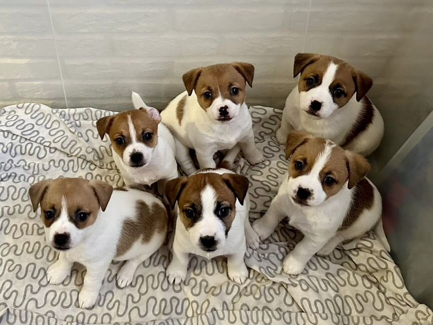 Малыши джек расселы