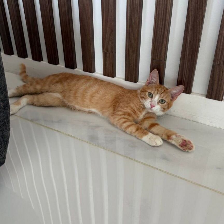 Котёнок в добрые руки
