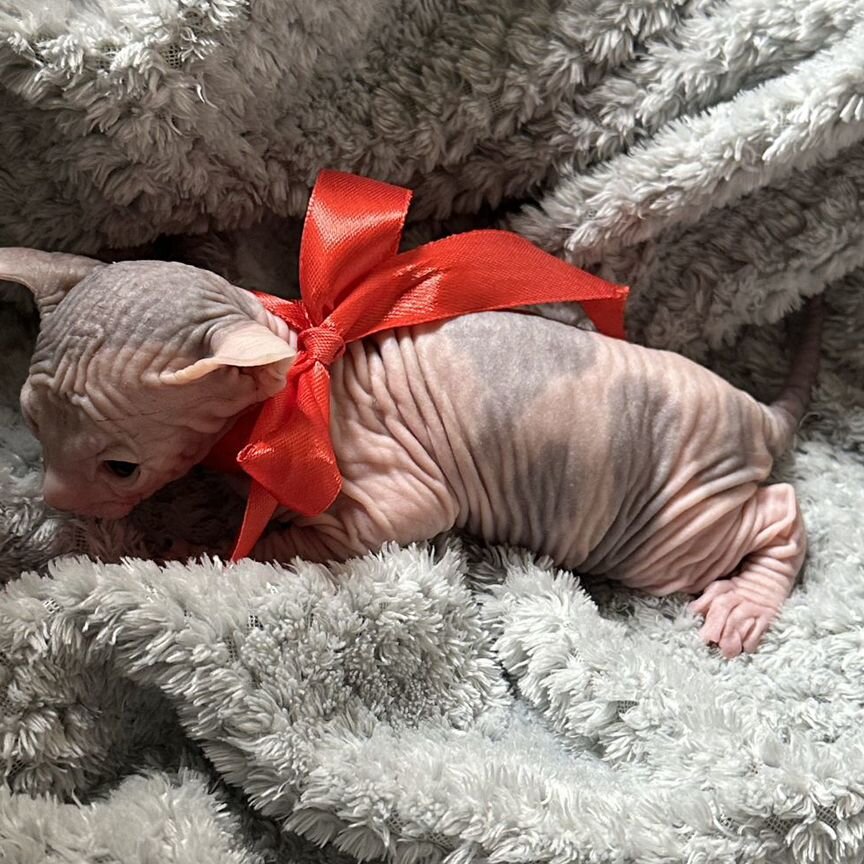 Канадский сфинкс котёнок