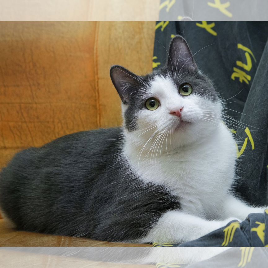 Взрослый кот из приюта