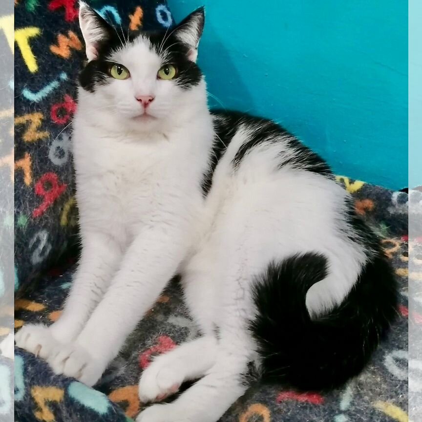 Взрослый кот от частного владельца