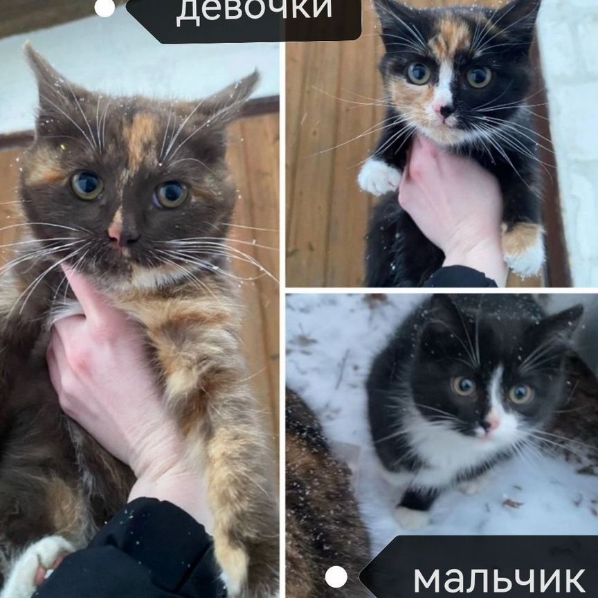 Котята в опасности