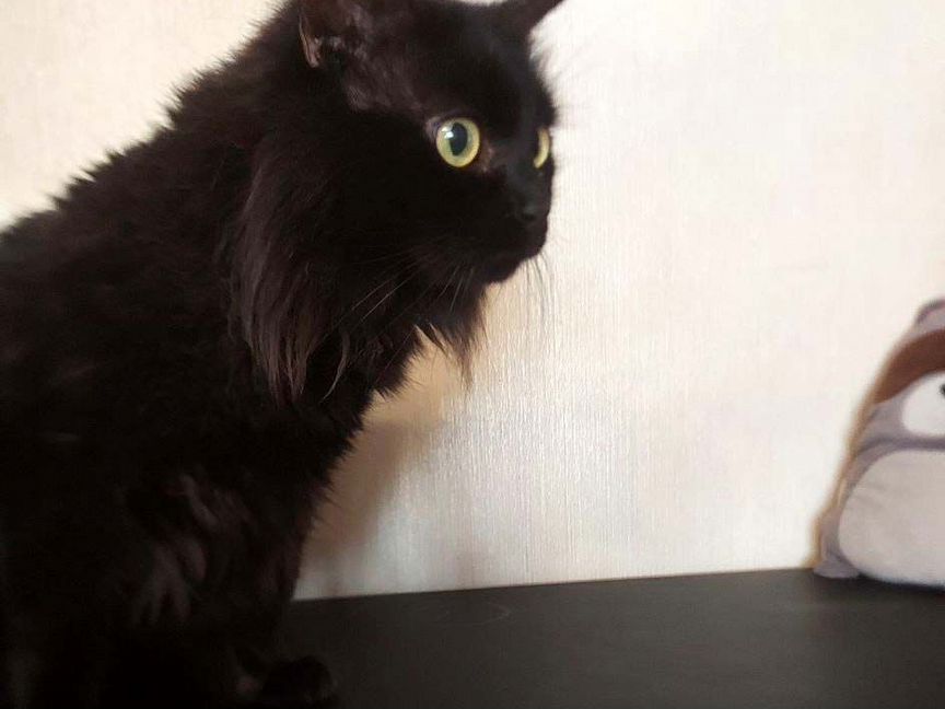 Котик Миша, 2 года, в дар