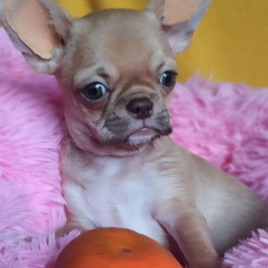 Два мальчика рыжика