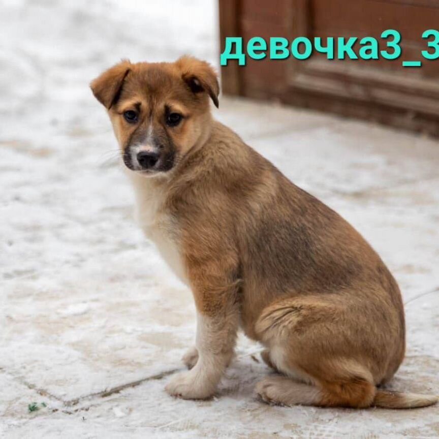 Щенок деыочка в добрые руки