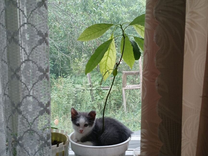 Кошка Няшка
