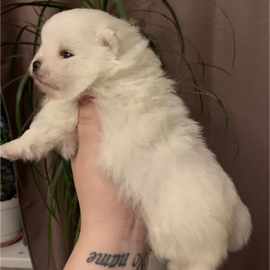 Померанский шпиц, щенок