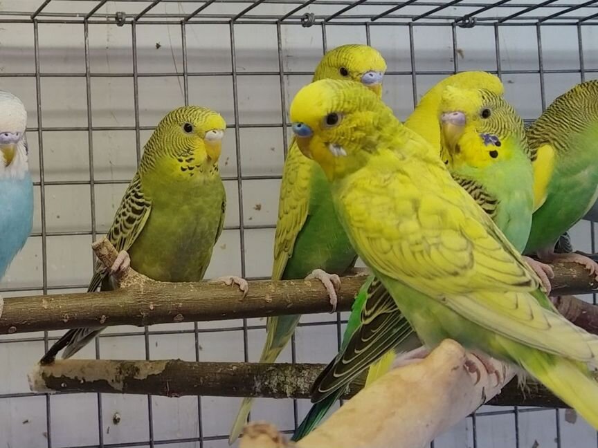 Попугай Волнистый от 3мес