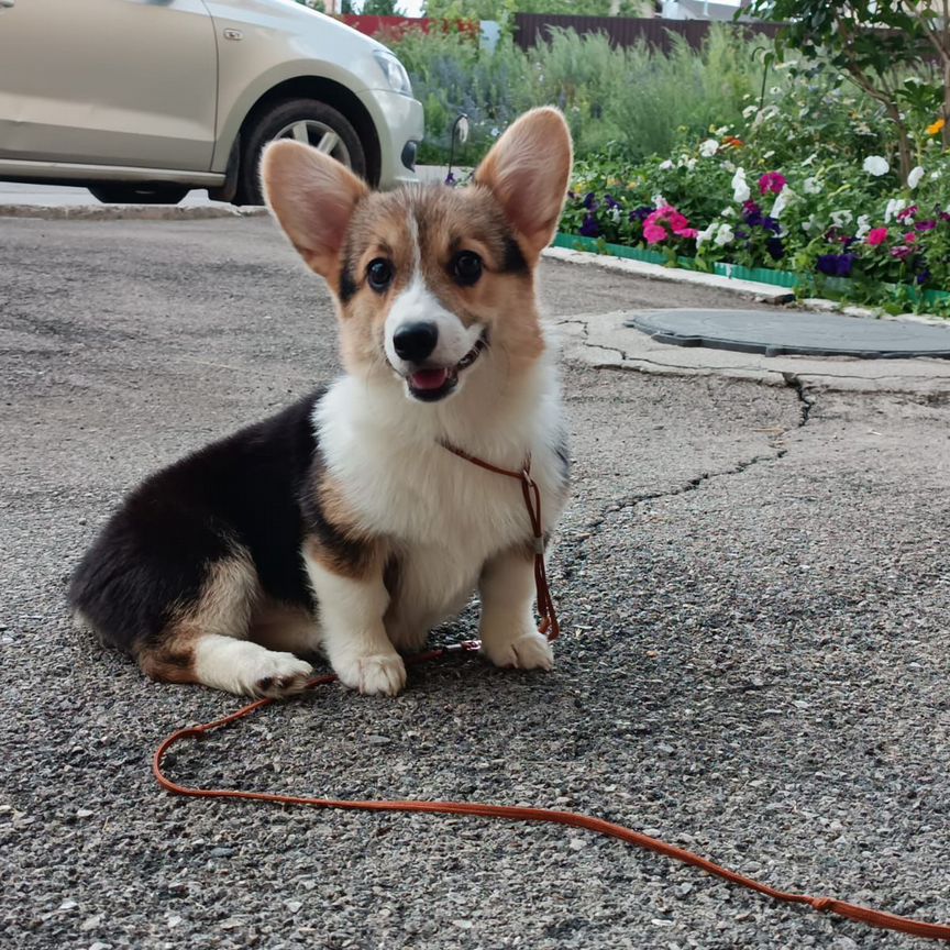 Девочка Вельш-корги пемброк (триколор)