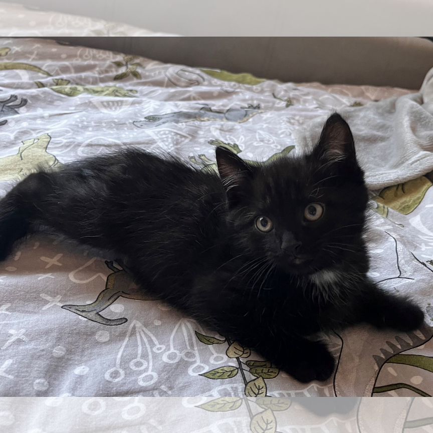 Британский короткошёрстный котёнок