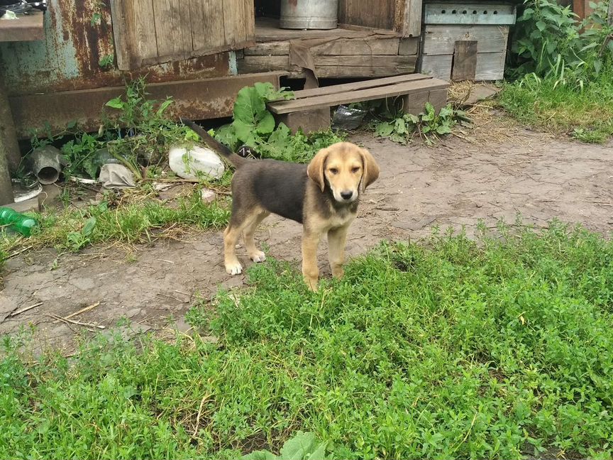 Русская гончая