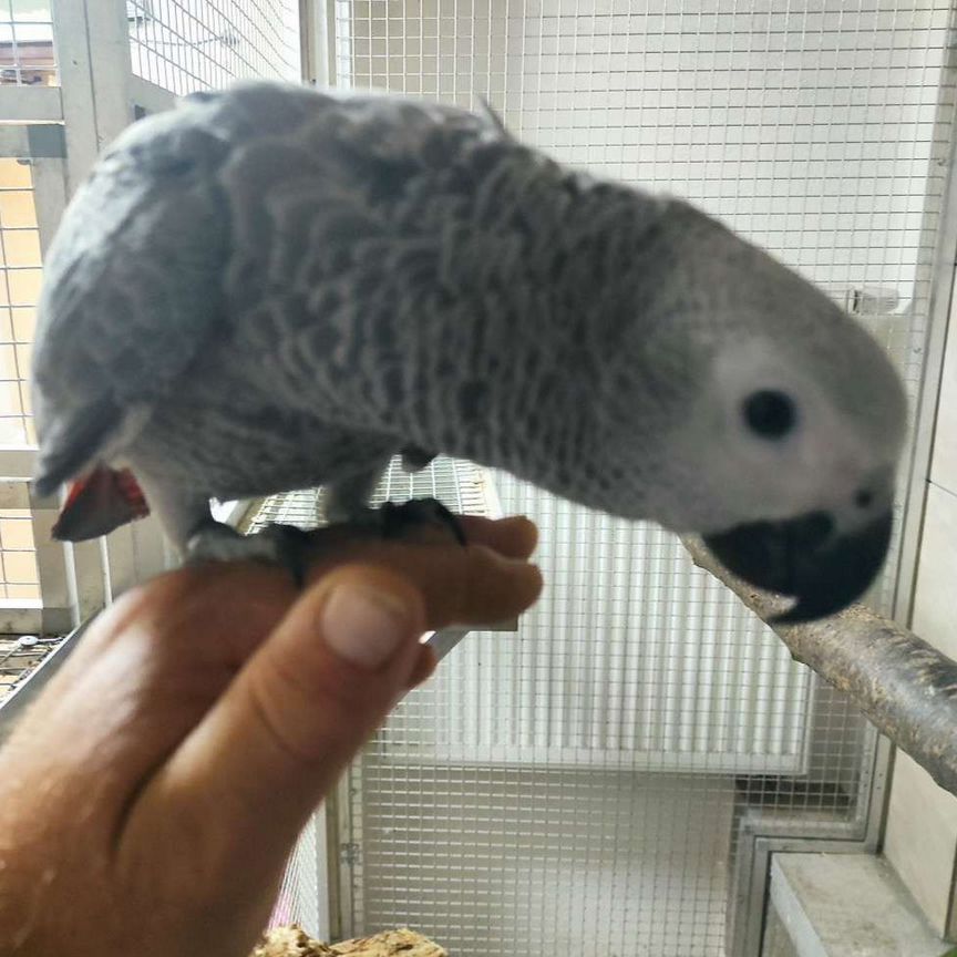 Попугай 3.5 мес