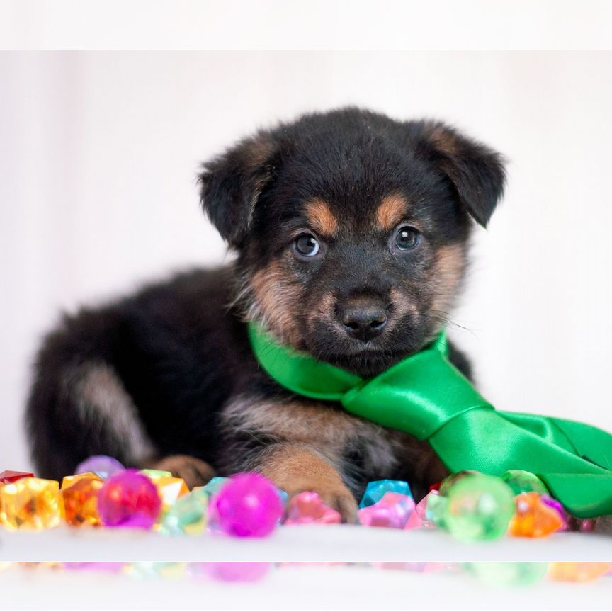 Щенок в добрые руки