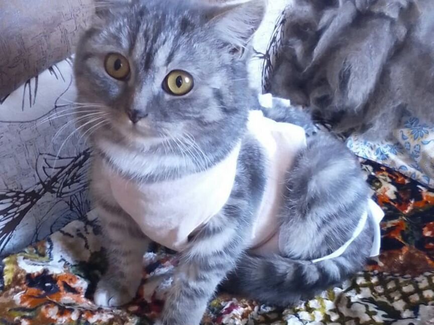 Котята дымчатые, полосатые, черно-белые спасеныши