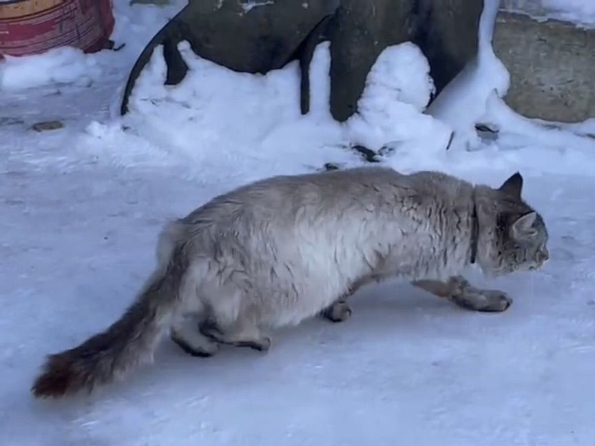 Кот