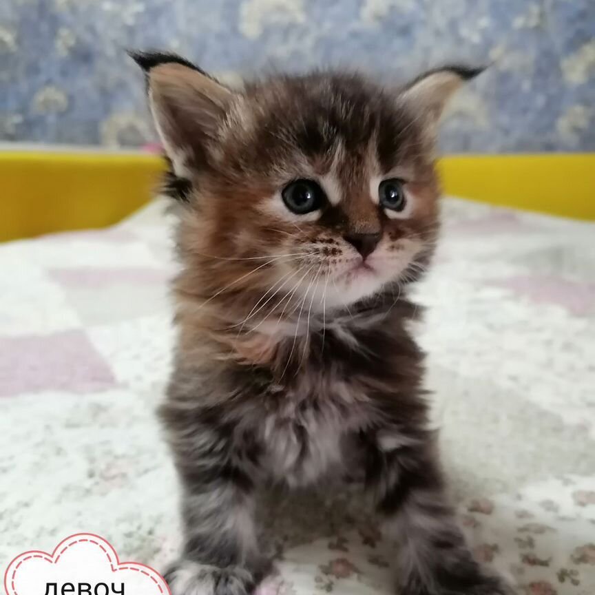 Котята мейн-кун