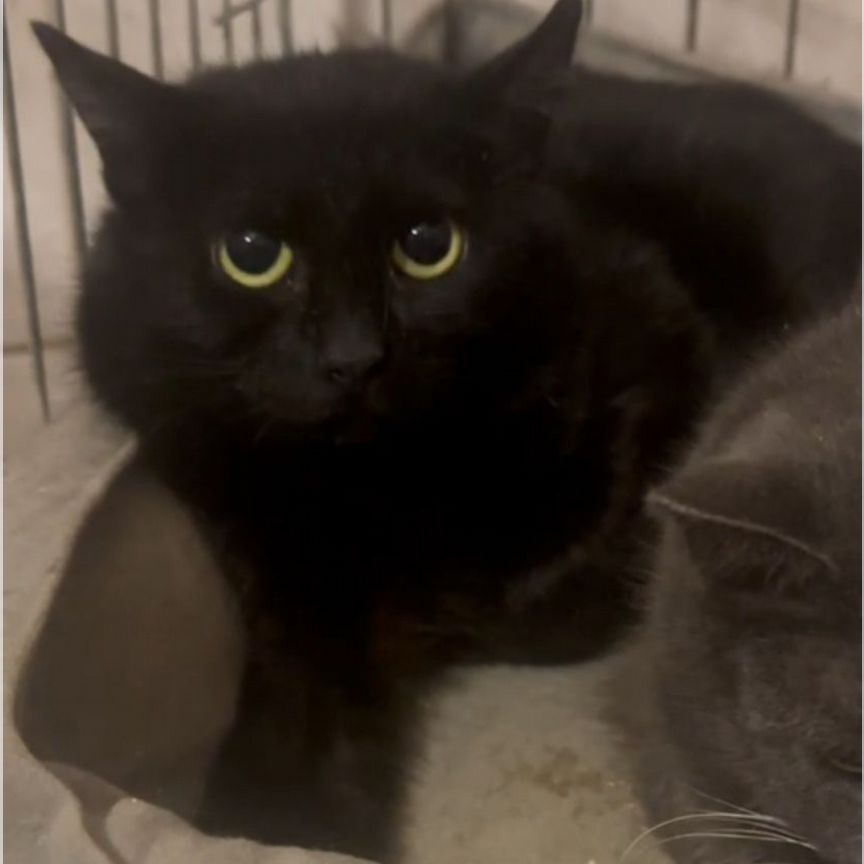 Взрослая, кошка в добрые руки