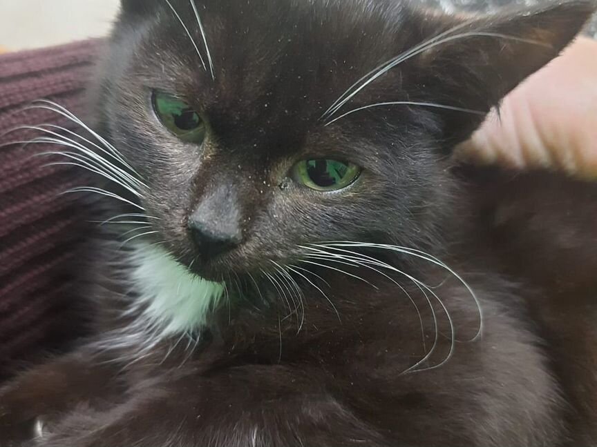 Котенок