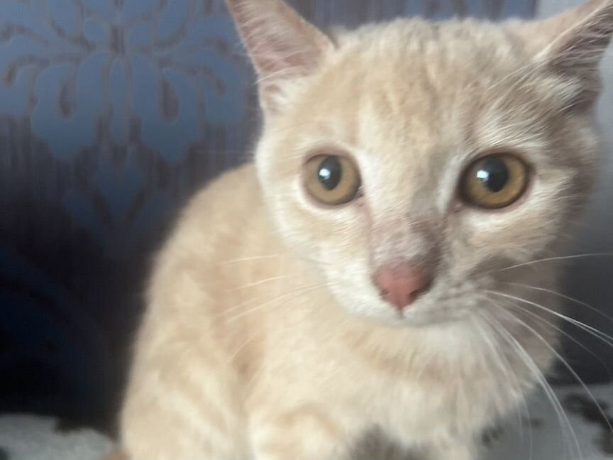 Кот нашли на улице