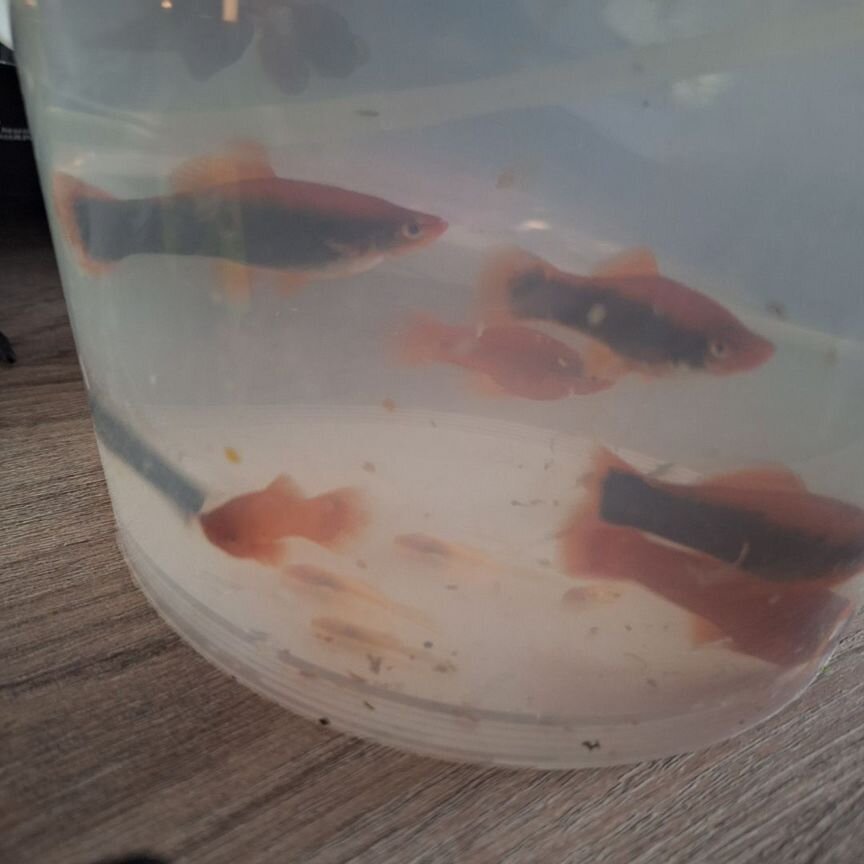 Аквариумные рыбки. Забронированы