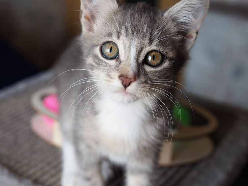 Котенок Август ищет дом