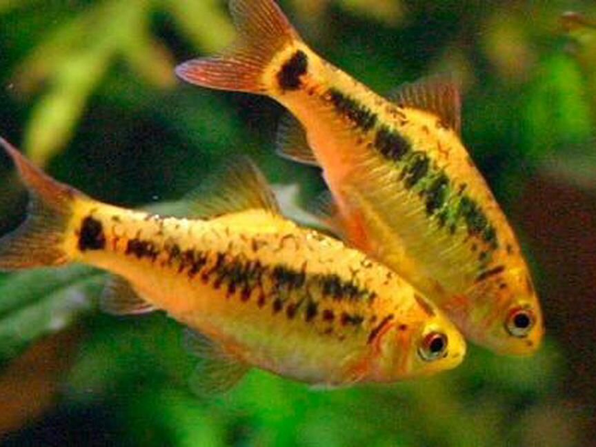 Барбус шуберта