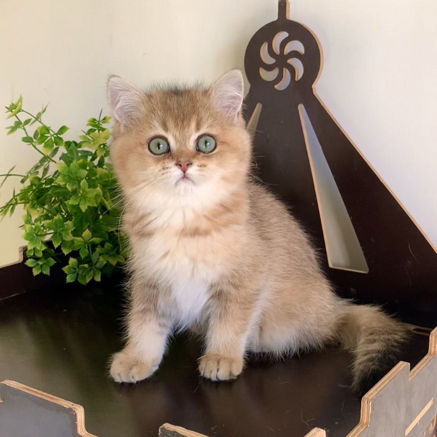 Зеленоглазый малыш