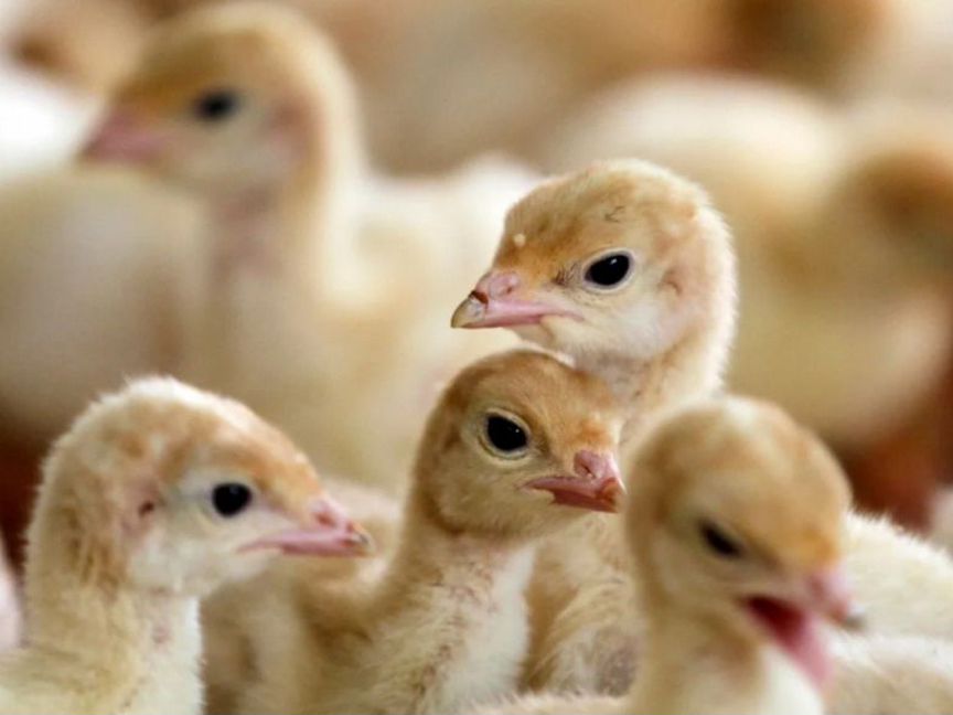 Индюшата биг-6 (Испания)