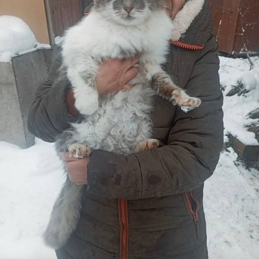 Кот мерзнет на улице в снегу.Нужен дом или куратор