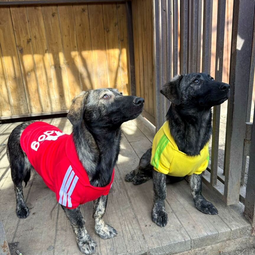 Отдам в добрые руки