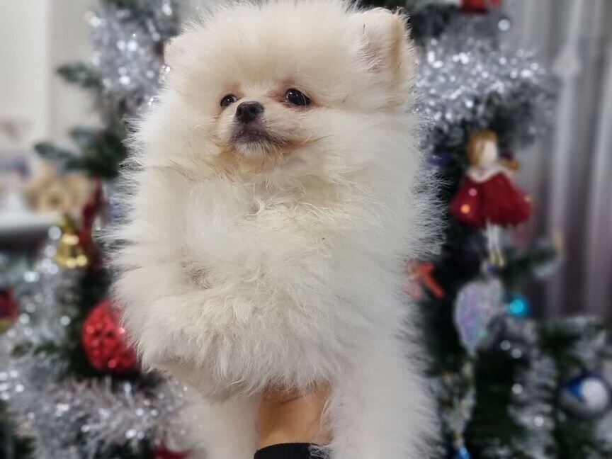 Померанский шпиц