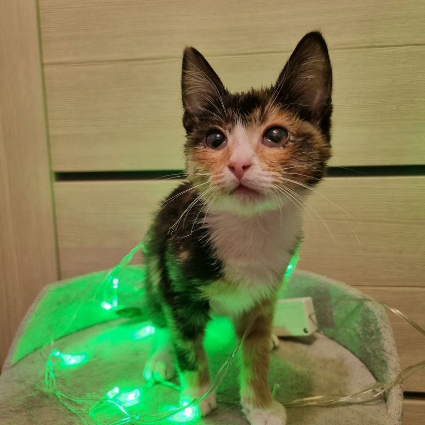 Трехцветочка котенок