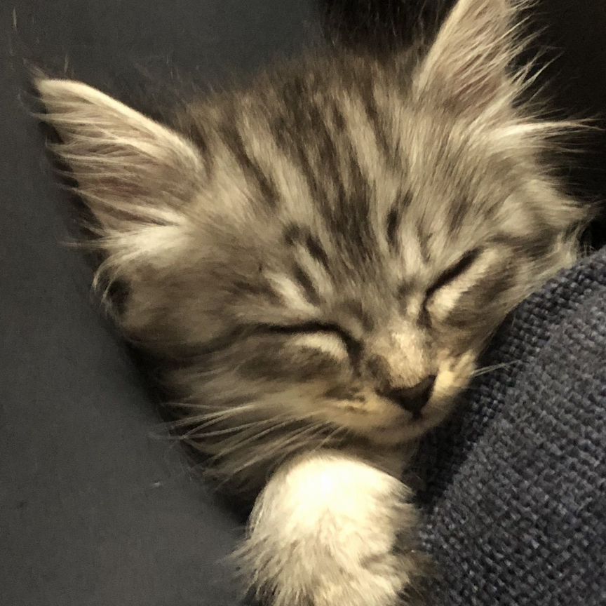 Кошечка в добрые руки