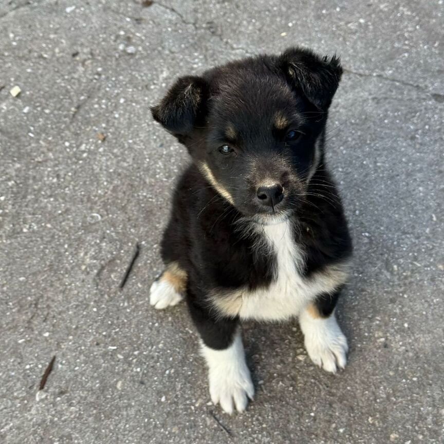 Щенок в добрые руки