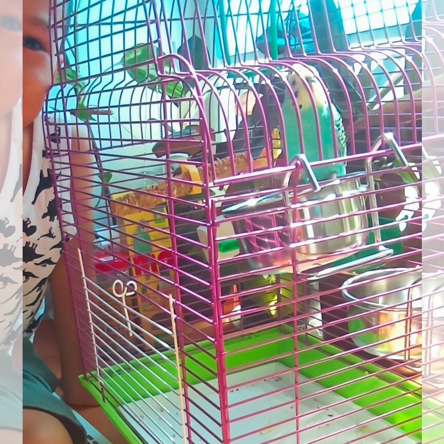 Волнистый попугай с клеткой