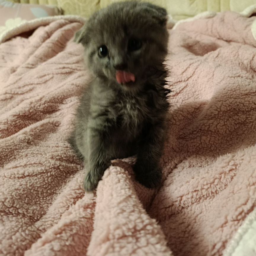 Котик