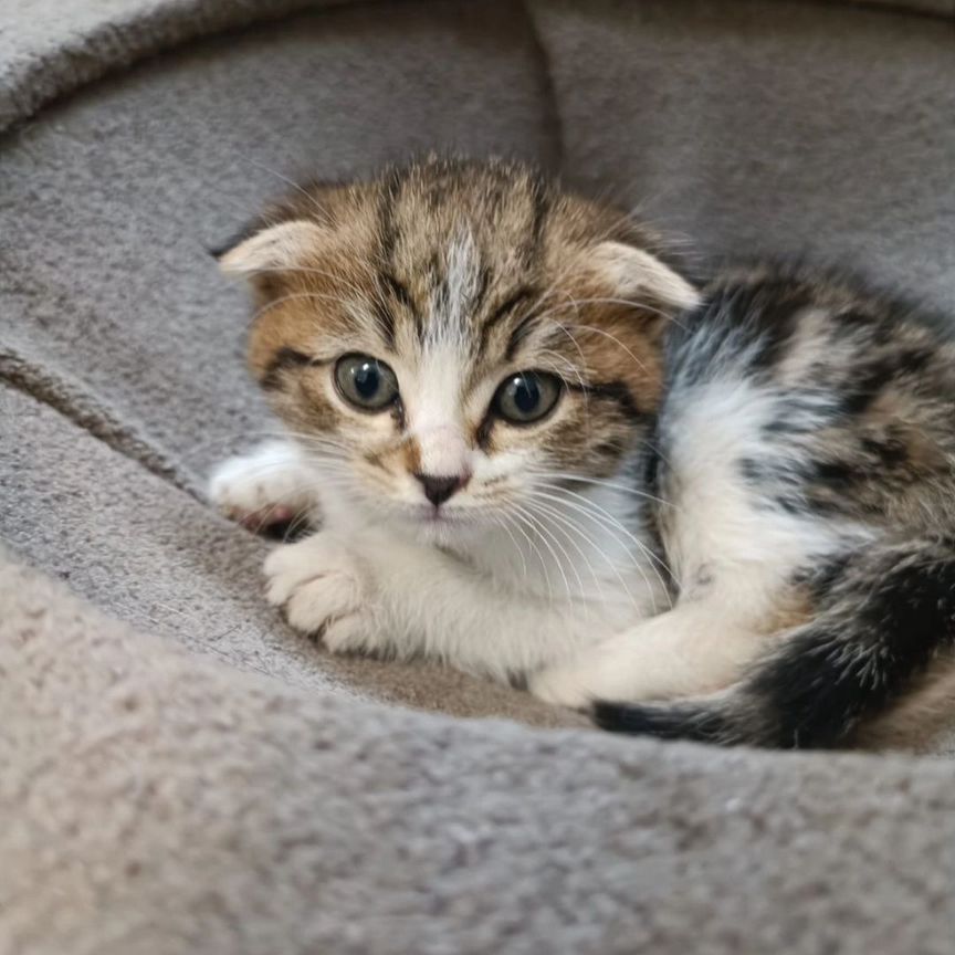 Ласковый вислоухий котенок девочка