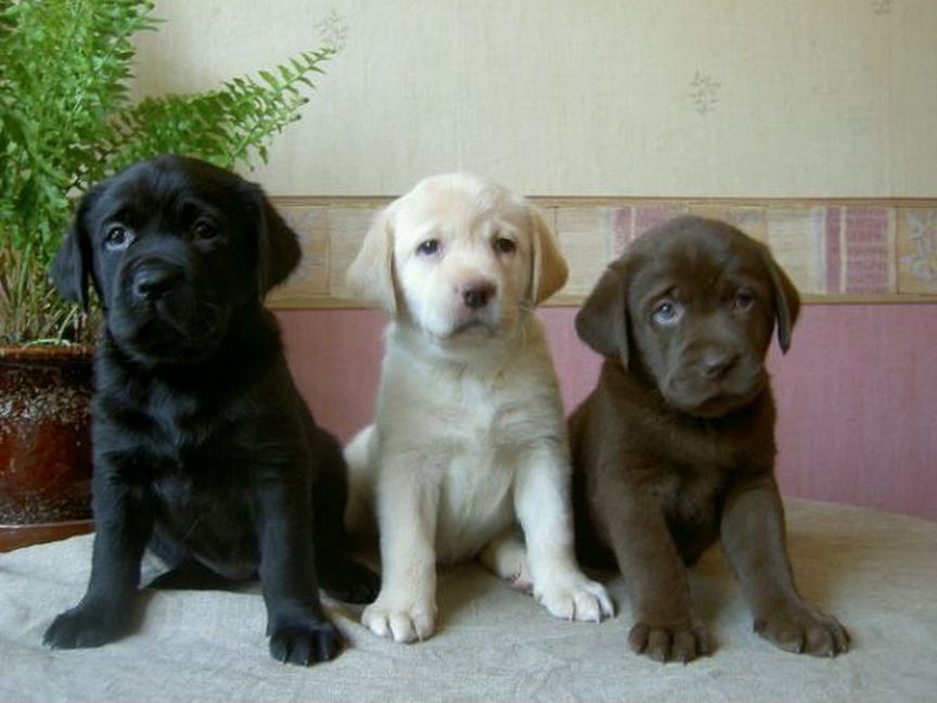 Щенки лабрадора