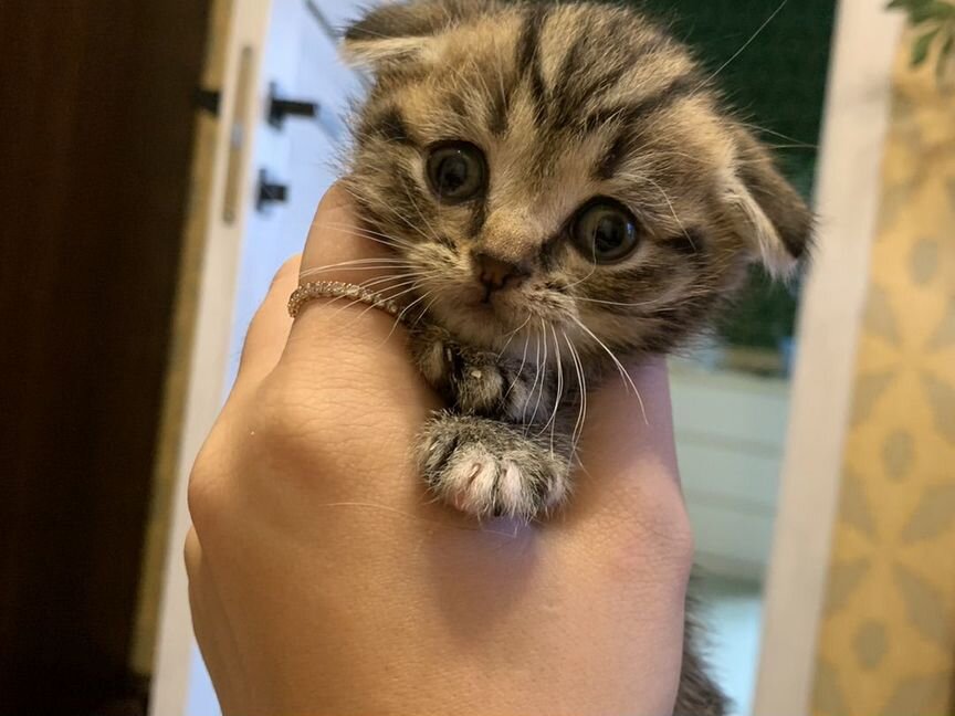 Котята