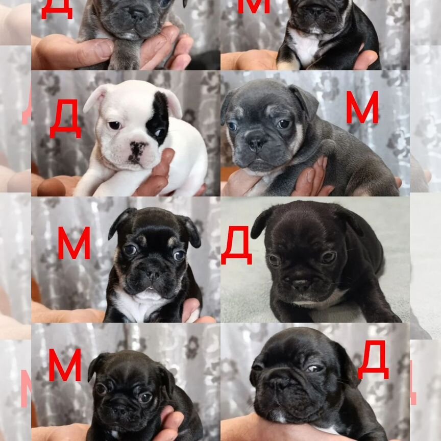 Французский бульдог, щенок