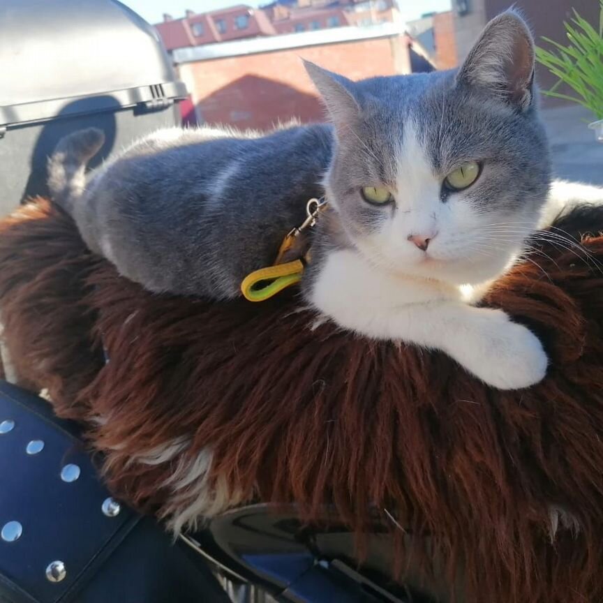 Ласковая Ляля в добрые руки