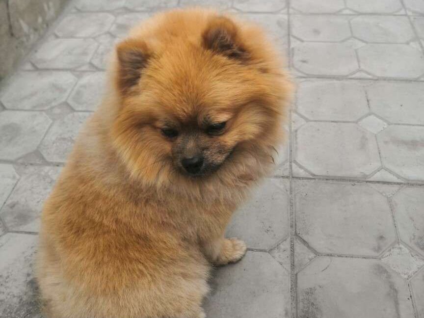 Миттельшпиц